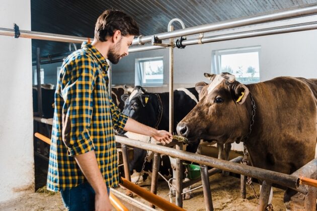 How to Care for Cattle Properly | Info Glue
